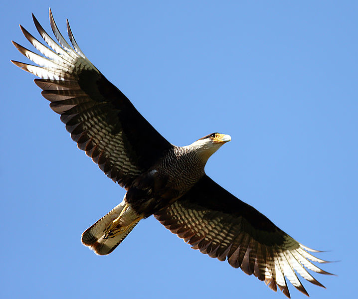 Carcará em dose dupla | Théo